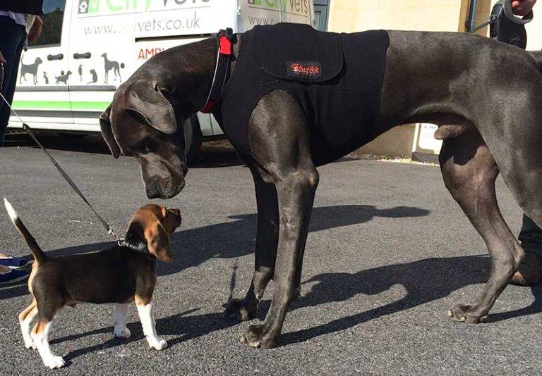 Holter Vests | HeartVets