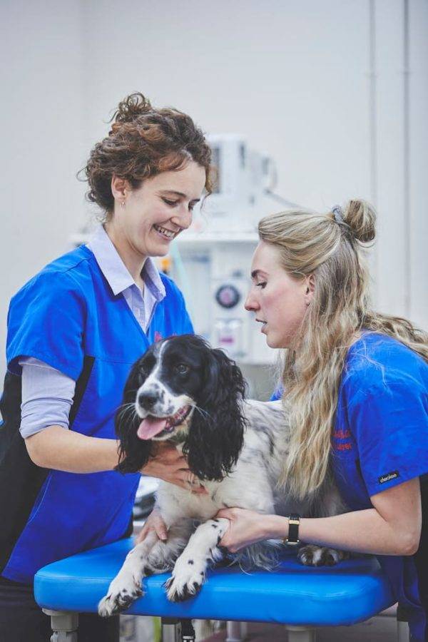 Vet Cardiologist | HeartVets